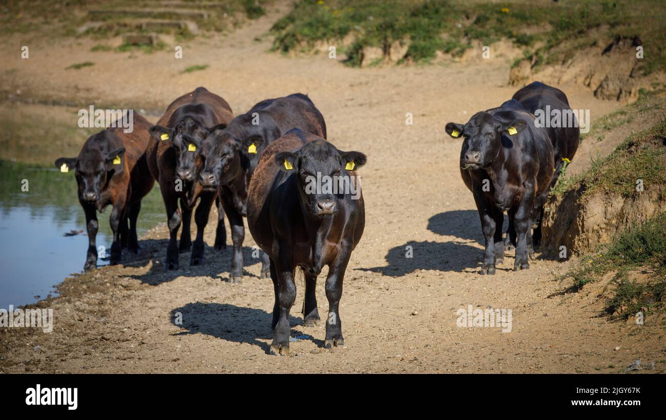 Group cows stands together hi-res stock photography and images - Alamy