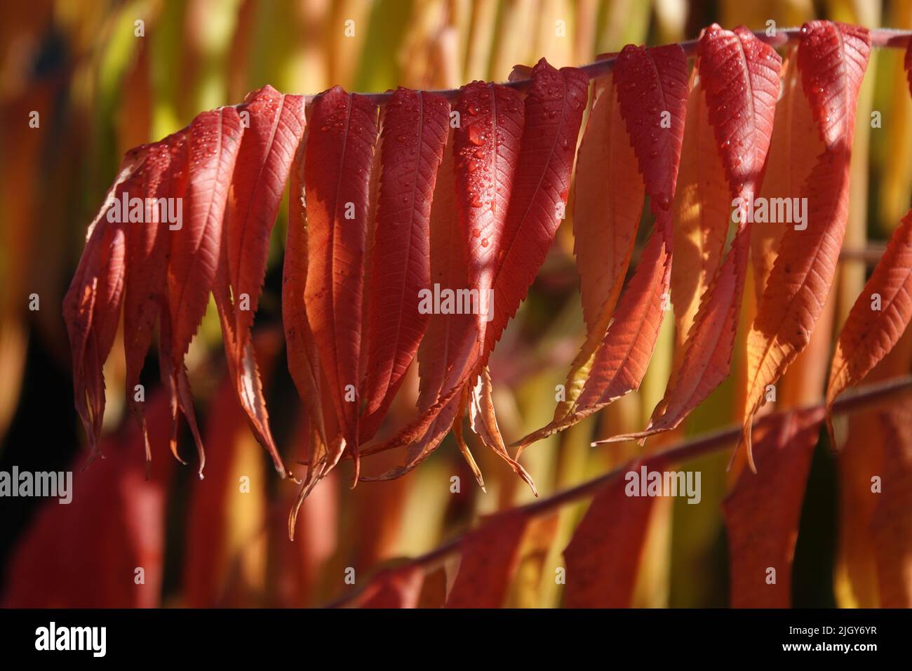 The leaves of the Stag's Horn Sumac tree in autumn, fall Stock Photo ...
