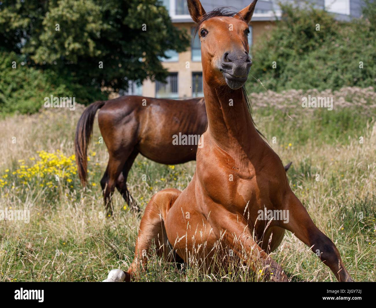 Funny horse sitting down hi-res stock photography and images - Alamy