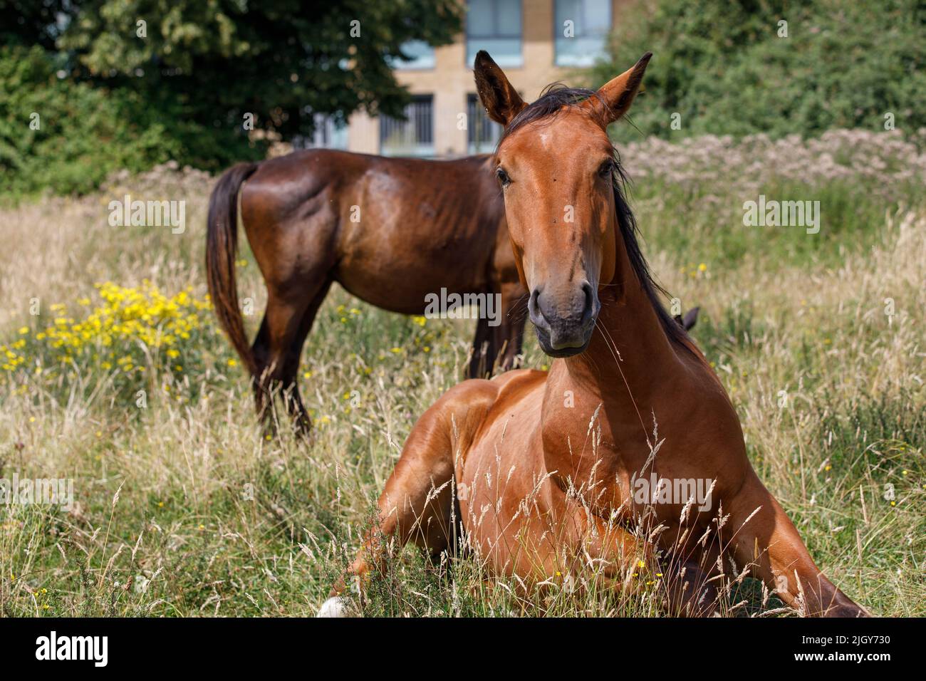 Horse sitting down hi-res stock photography and images - Alamy