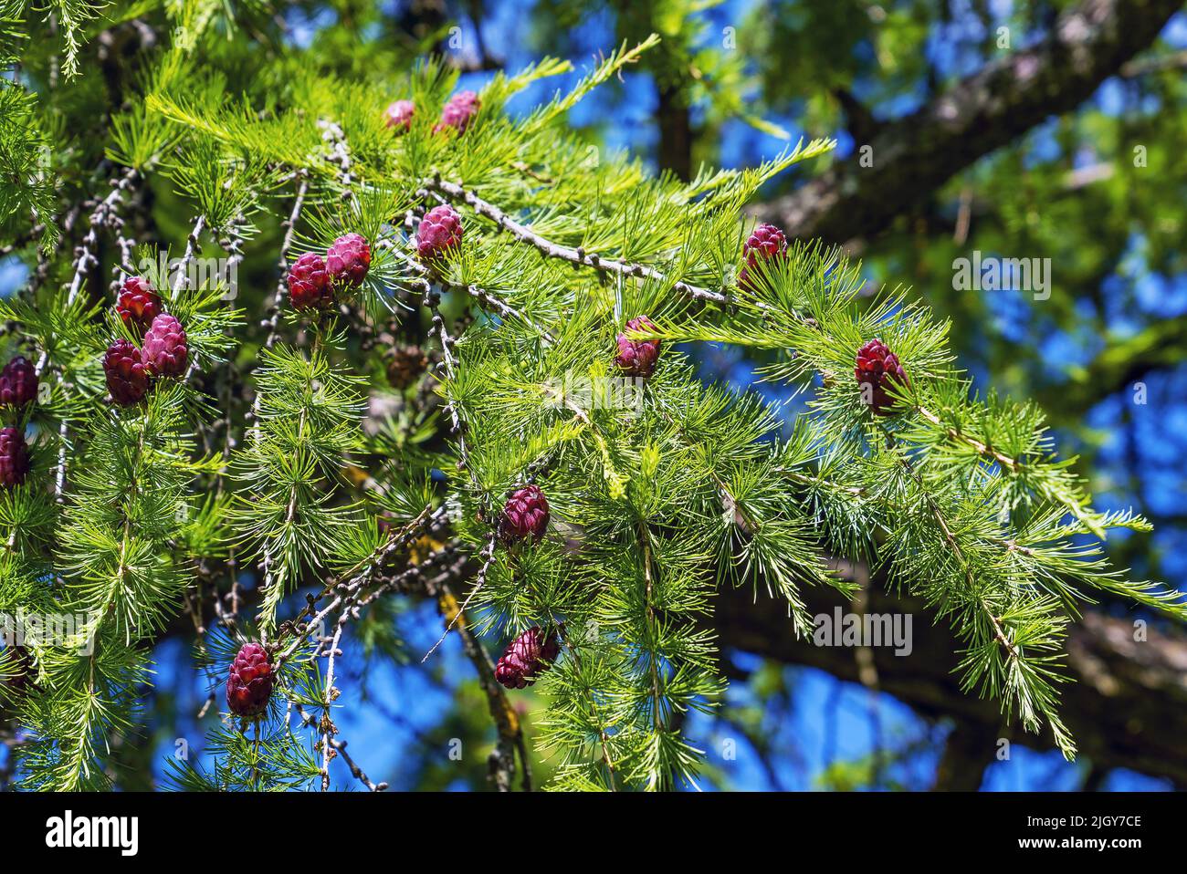 Green beautiful larch branch cones hi-res stock photography and images ...
