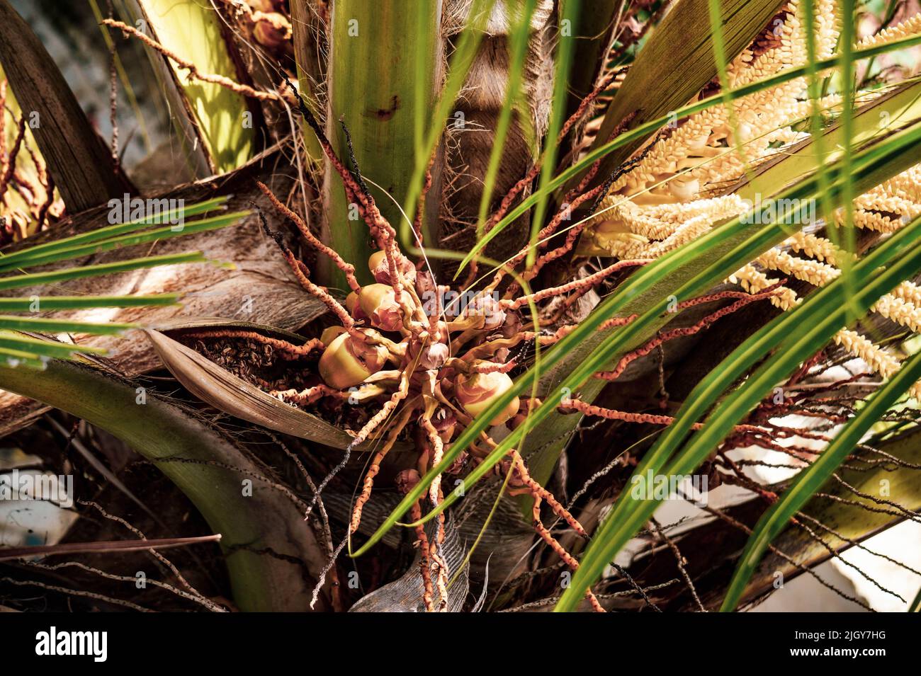Coconut flower hi-res stock photography and images - Alamy