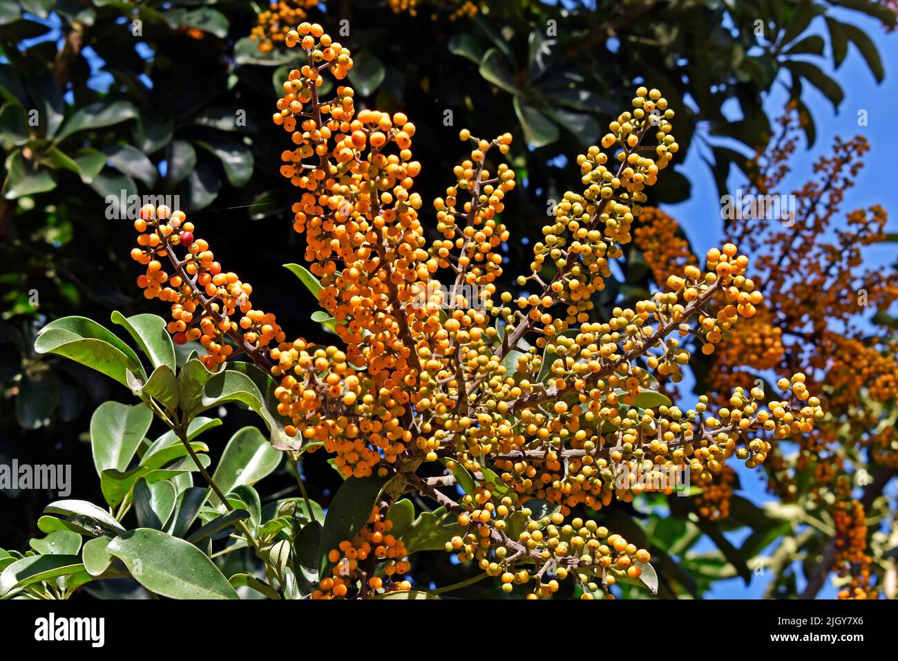 Dwarf umbrella tree fruits (Schefflera arboricola) on garden Stock ...