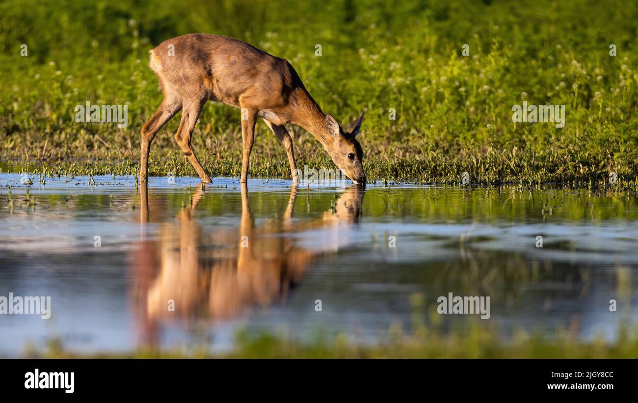 Roe deer drinking from splash with reflection in water Stock Photo - Alamy