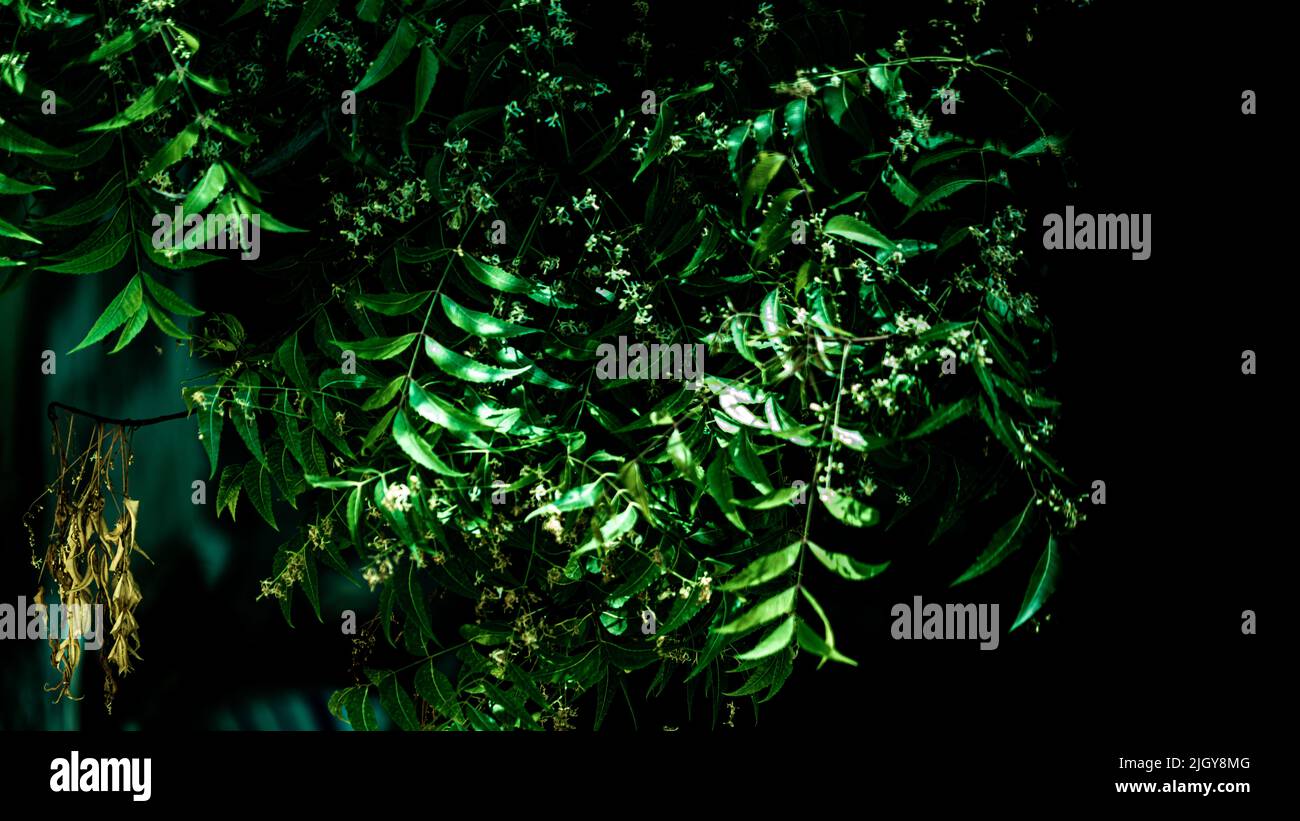 Neem leaves hi-res stock photography and images - Alamy