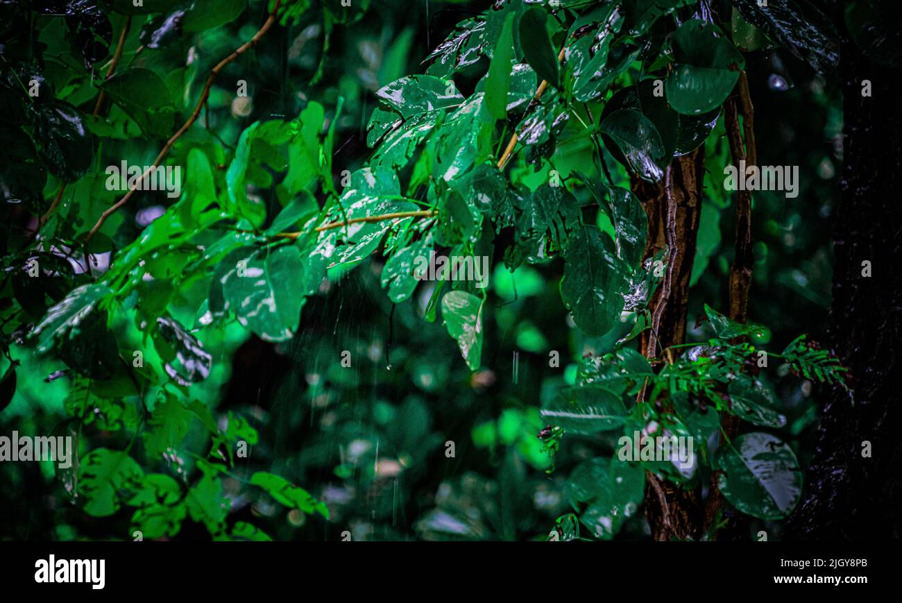 Rain forest ecosystem hi-res stock photography and images - Alamy