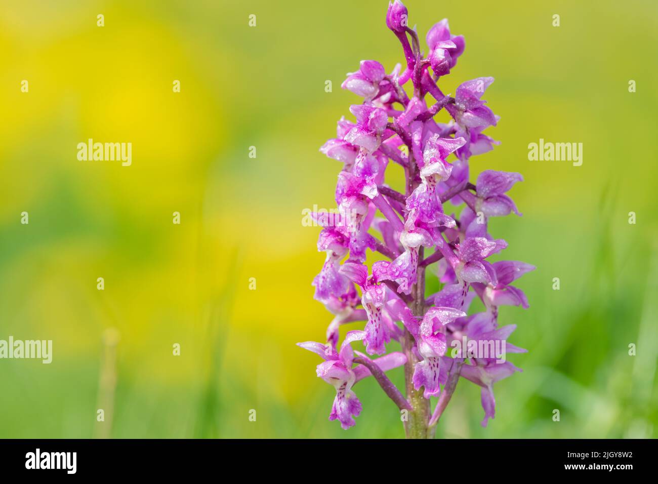 Close up of an early purple orchid (orchis mascula) flower covered in ...
