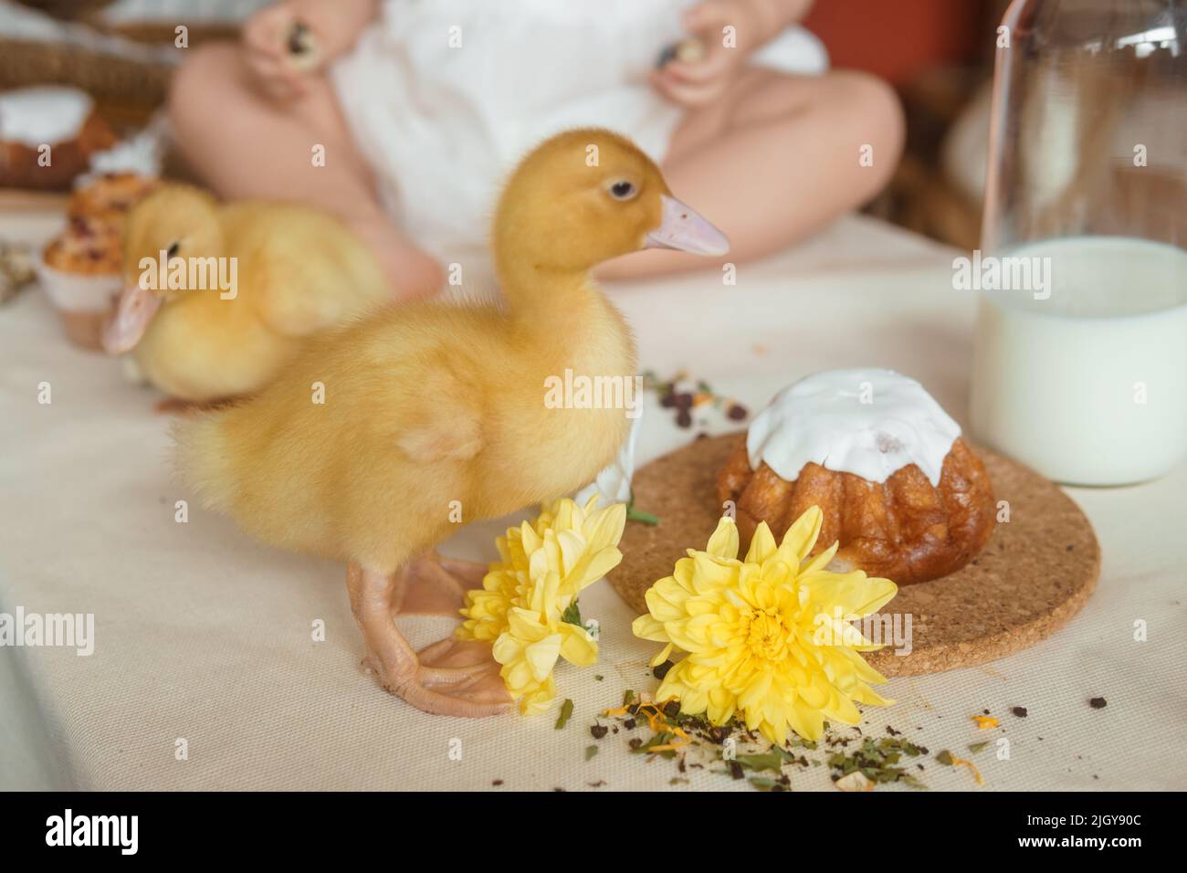 Cute fluffy ducklings on the Easter table with quail eggs and Easter ...