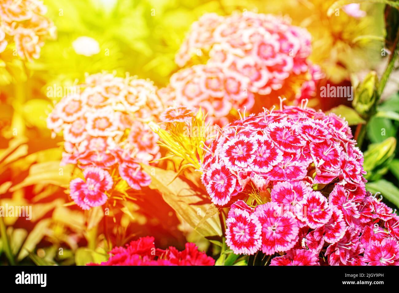Bright flowers in the garden drowning in the rays of the summer sun ...