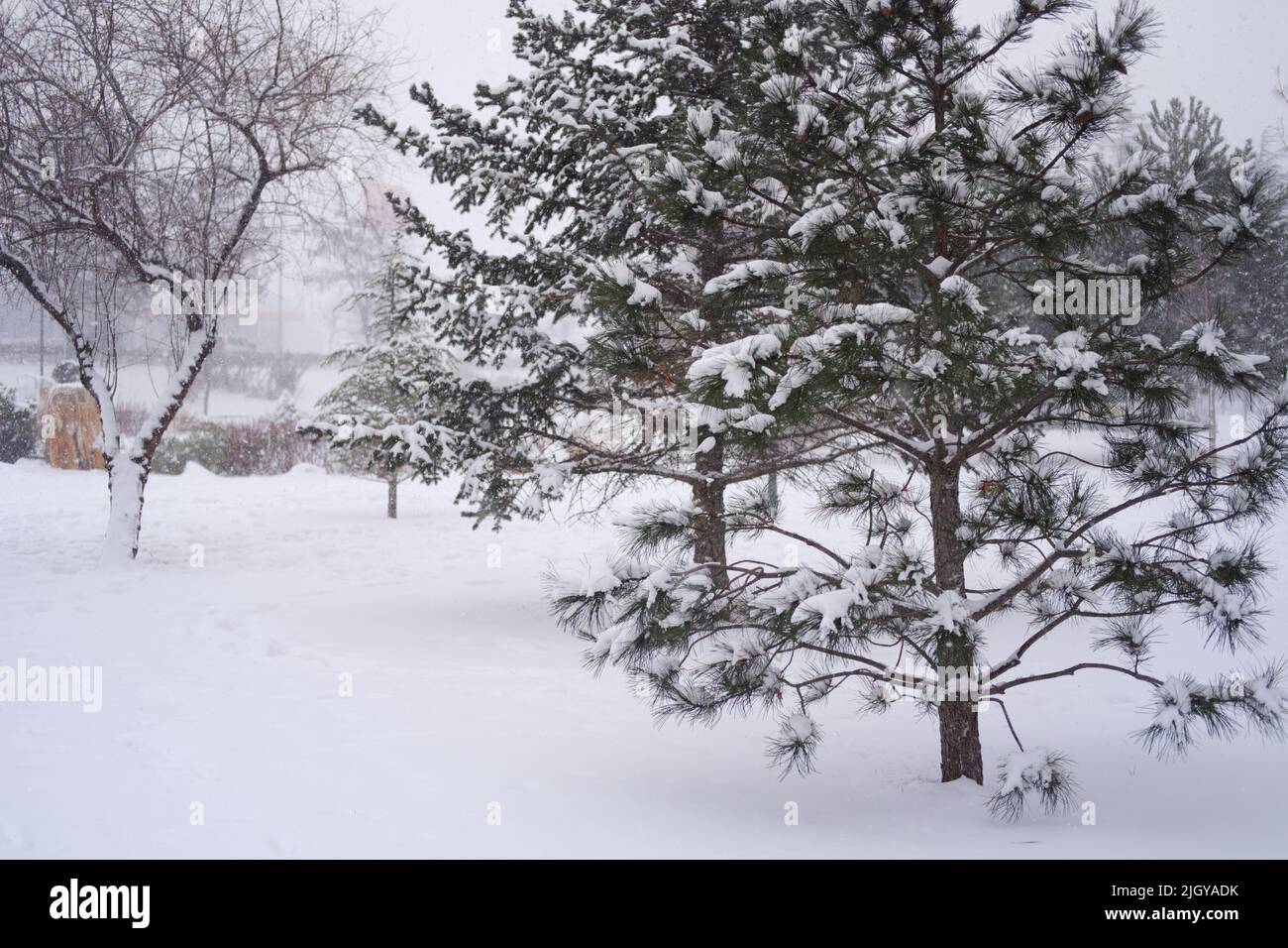 Falling snow view trees hi-res stock photography and images - Alamy