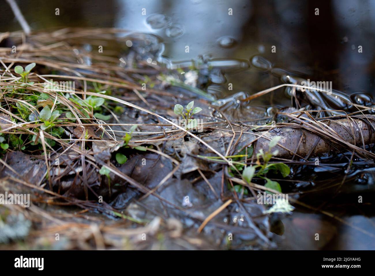 Green plants and dry grass on a rusty pipe over a dirty water Stock ...