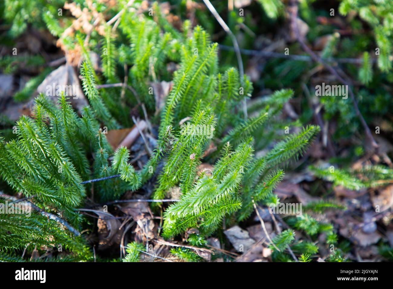 Clubmoss species hi-res stock photography and images - Alamy