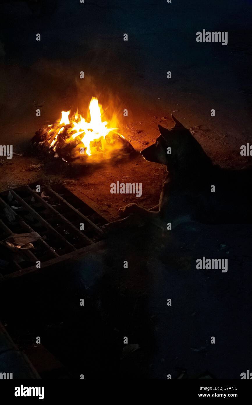 A vertical shot of a dog sitting around a bonfire at night in a forest ...