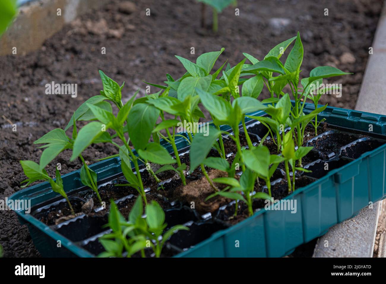 Paprika plant leaf hi-res stock photography and images - Alamy