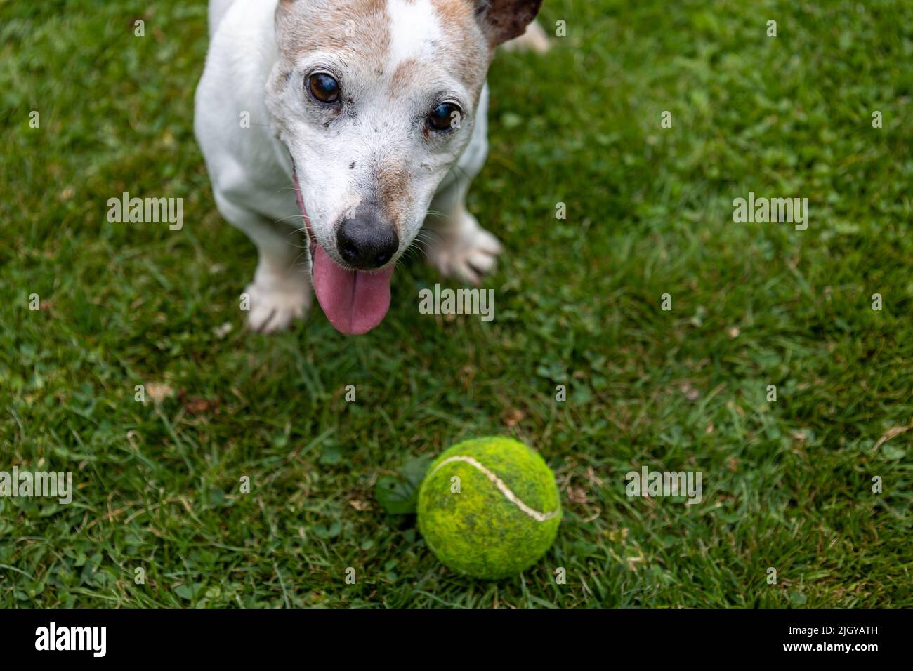Happy Jack Russell Terrier Dog playing with ball on green grass lawn ...