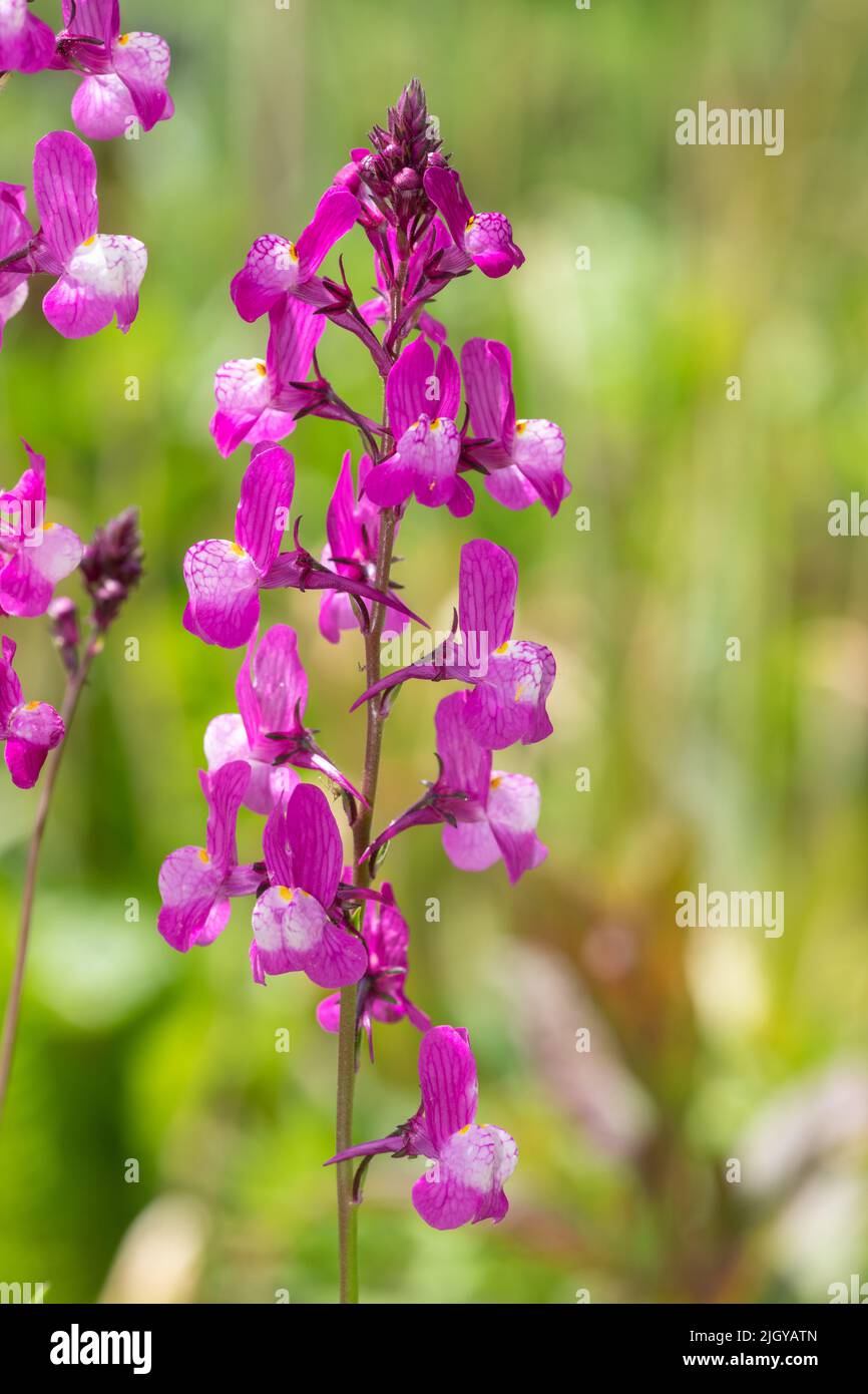 Close up of Moroccan toadflax (linaria maroccana) flower in bloom Stock ...