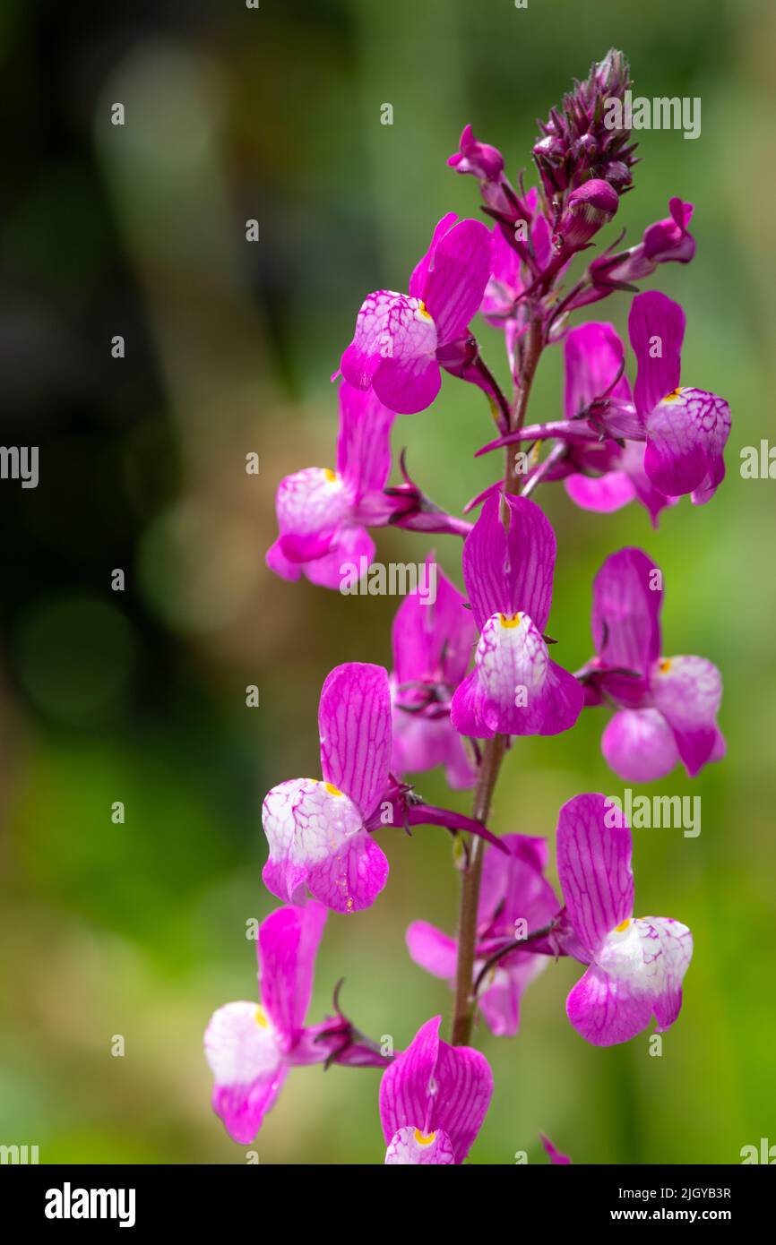 Close up of Moroccan toadflax (linaria maroccana) flower in bloom Stock ...