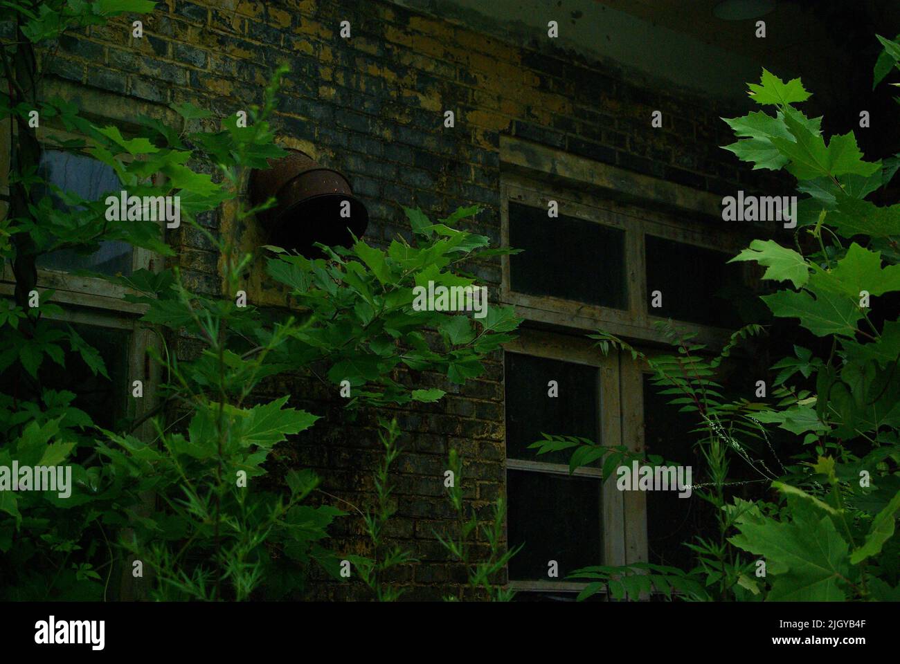 A derelict and abandoned building in a forest surrounded by wild nature ...