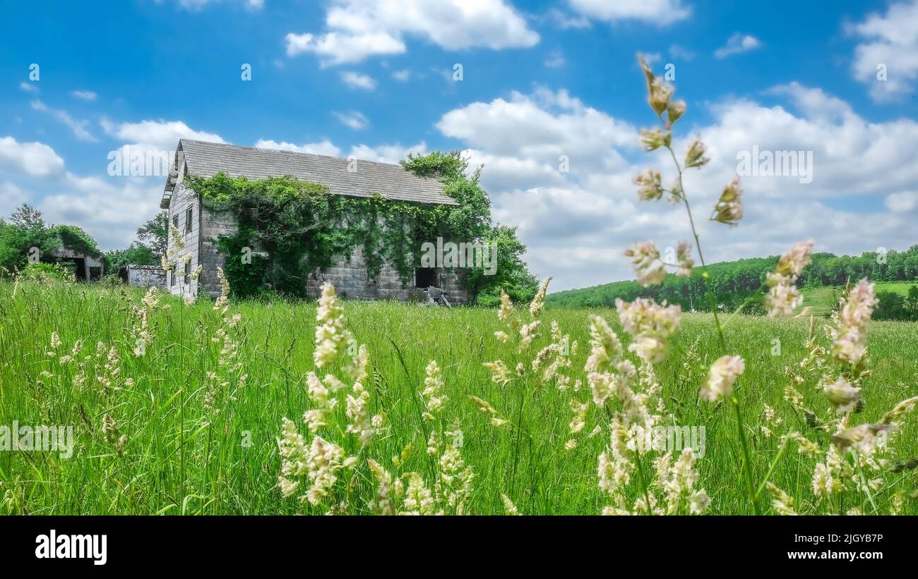 A derelict and abandoned building enveloped in green plants on a field ...