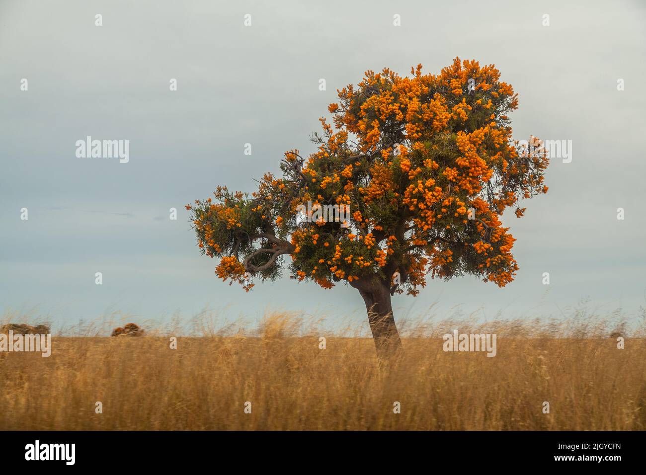 Australian bloom hi-res stock photography and images - Alamy