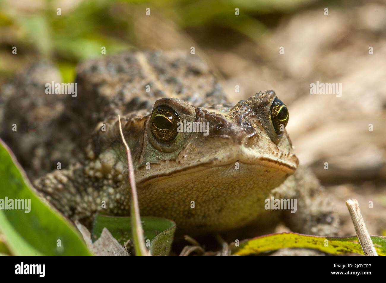 A close-up shot of a common toad with a blurry background Stock Photo ...