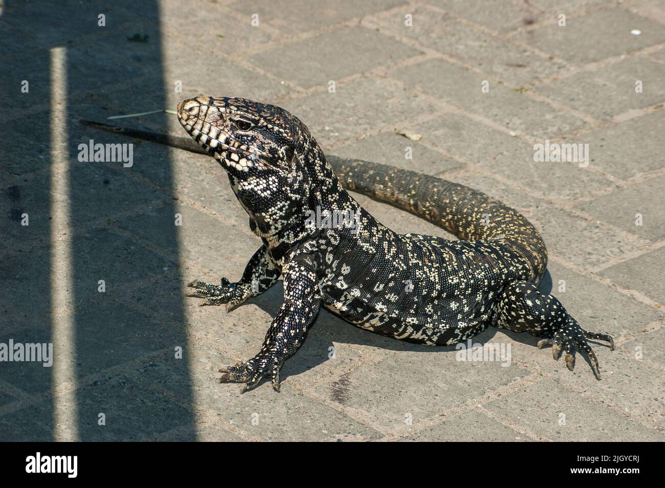 A close-up shot of an Argentine black and white tegu resting in the ...