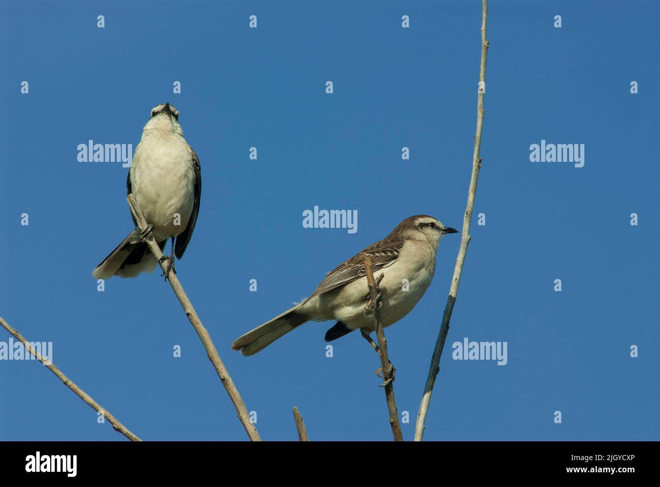 A close-up shot of chalk-browed mockingbirds on a tree branch Stock ...