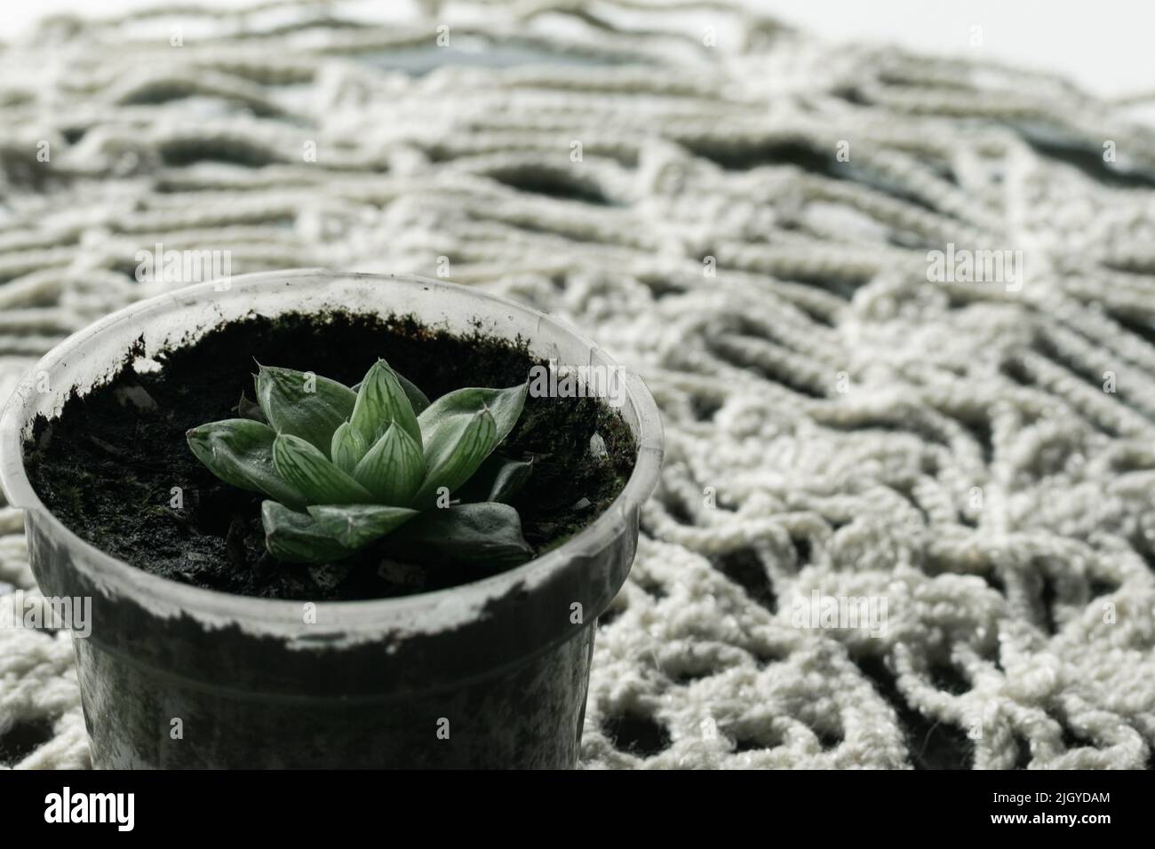 beautiful succulent with juicy green leaves, home garden plant planted ...