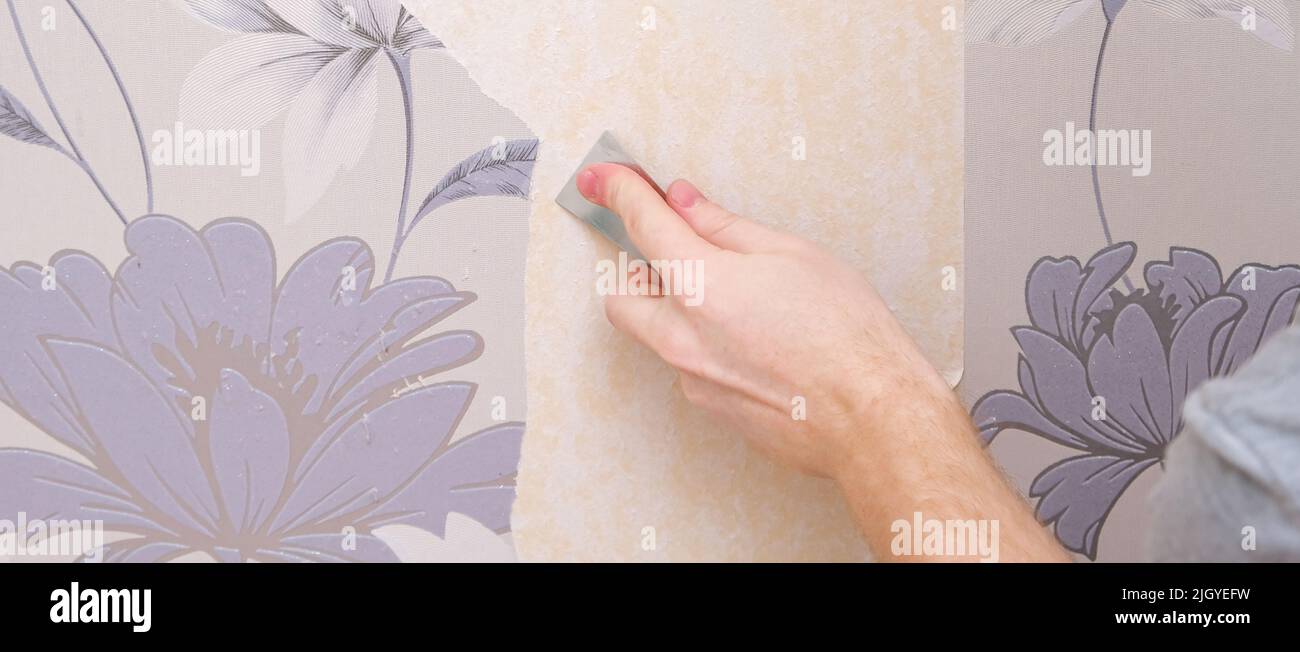 Removing old wallpaper with a spatula and a sprayer with water. A man ...