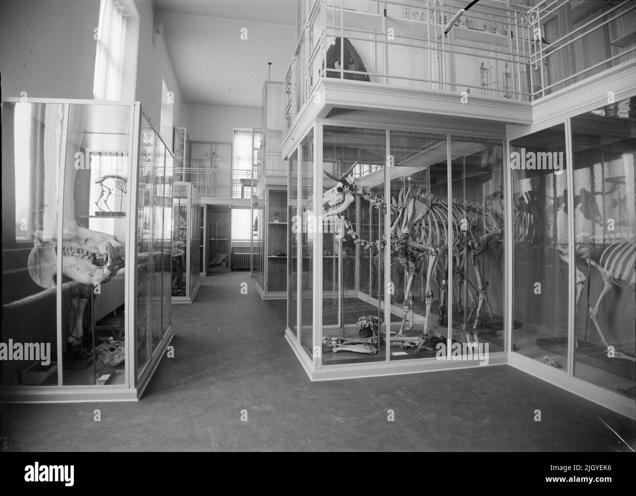 Skeleton in booths, the Department of Zoology, Uppsala 1917. Skeleton ...
