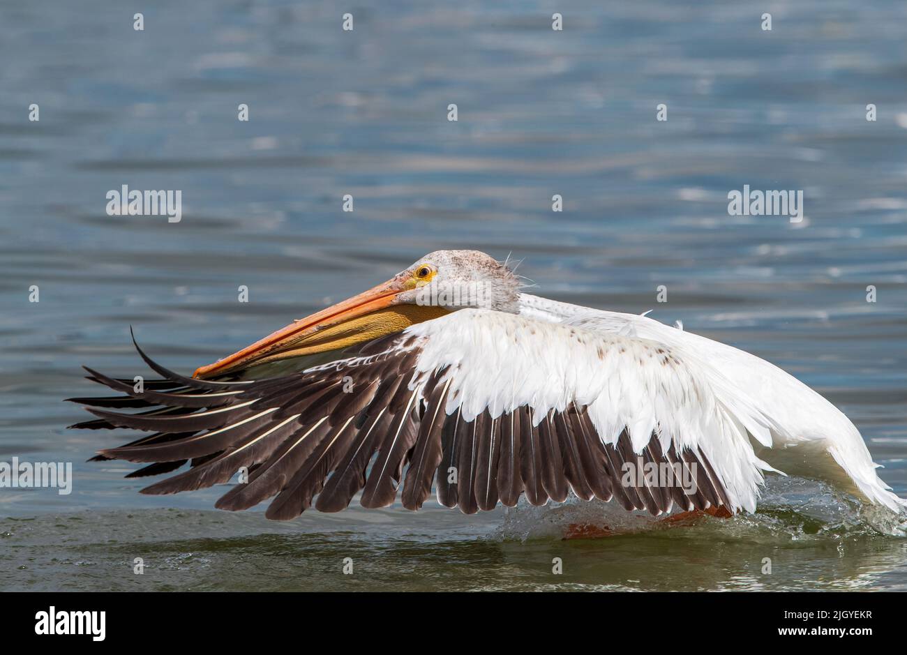 An American White Pelican completing its landing at very close range ...
