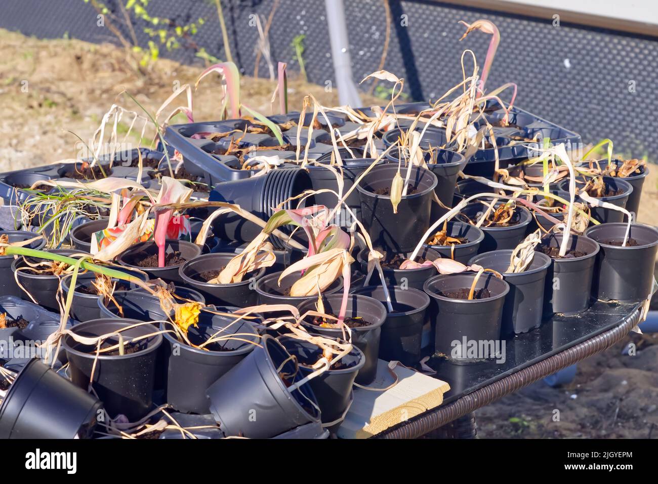 Dry plant pots hi-res stock photography and images - Alamy
