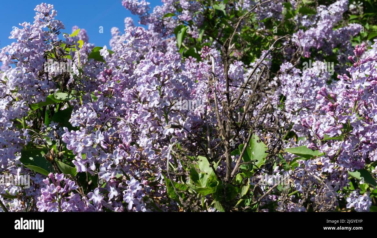 Lilac bushes with flowers and greenery. Purple lilac during summer ...