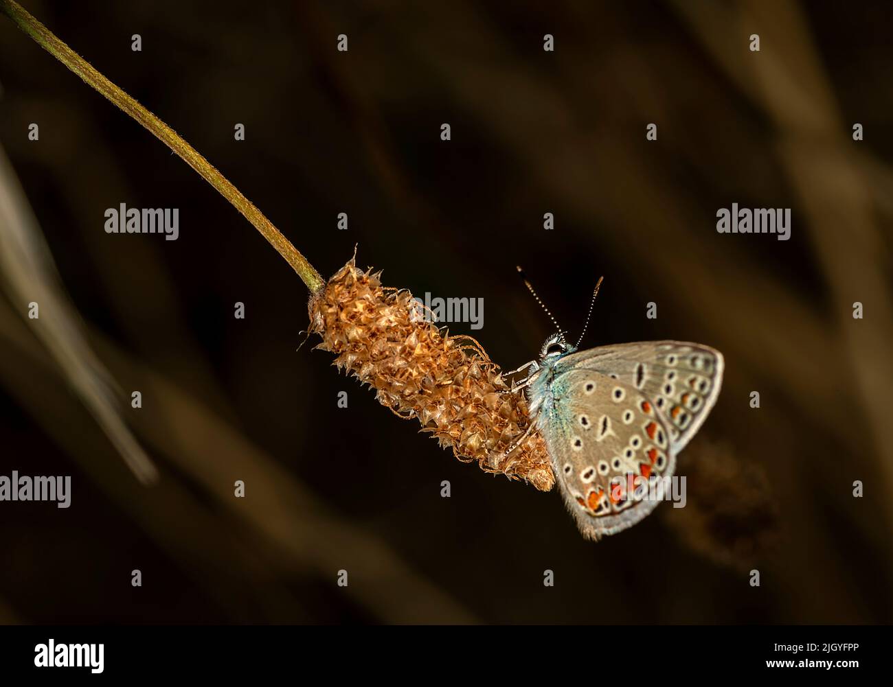 multi-eyed blue butterfly waiting to get its morning energy Stock Photo ...
