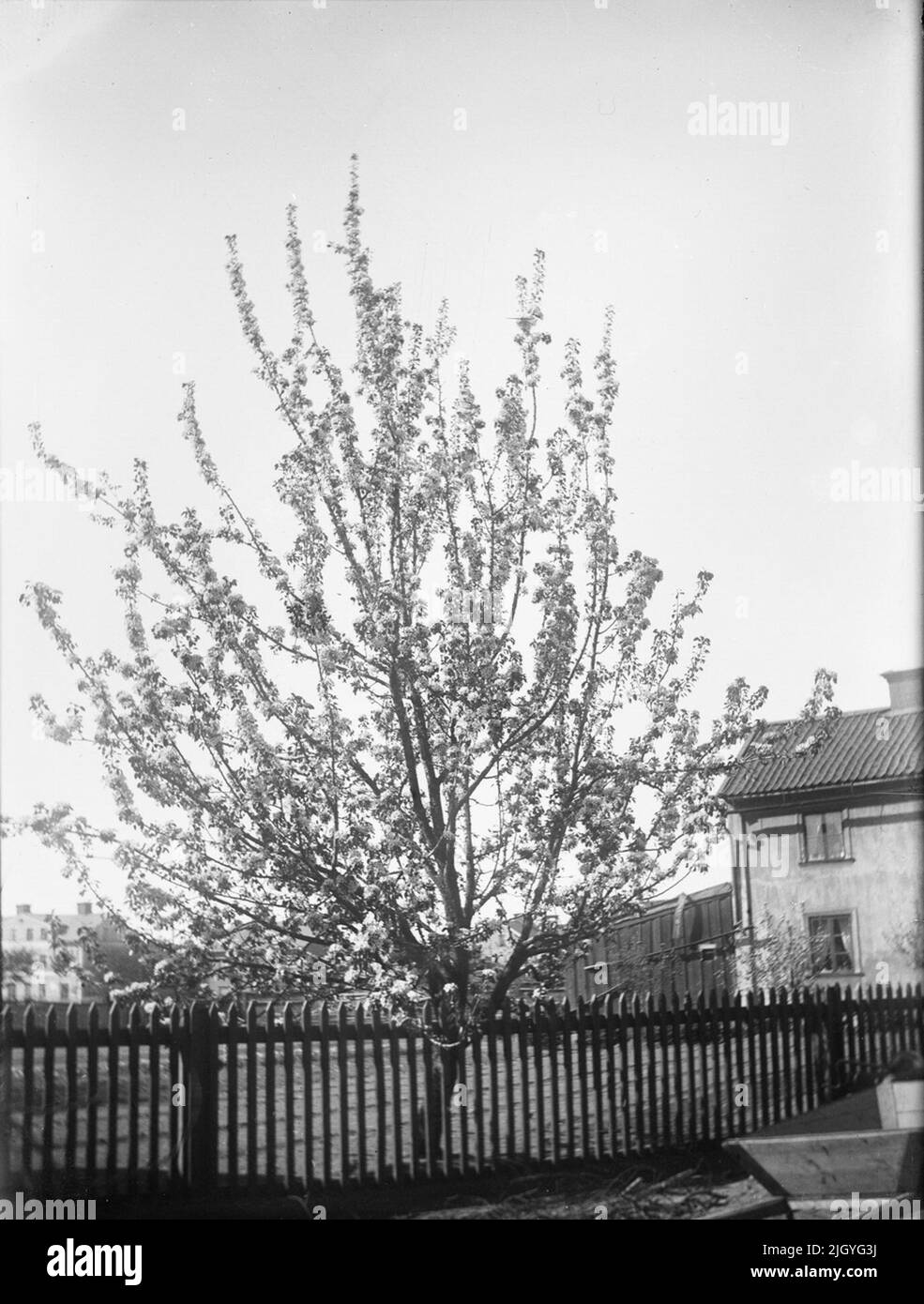 Flowering trees, "Djurgargården", neighborhood Edda, Svartbäcksgatan 39 ...