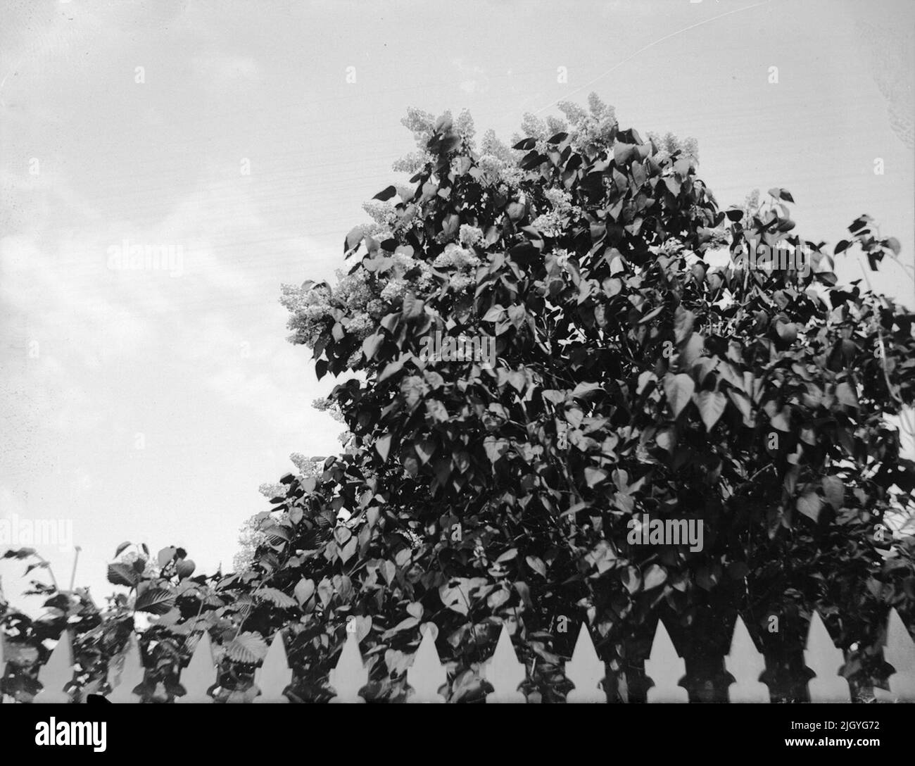 Neighborhood bloom Black and White Stock Photos & Images - Alamy