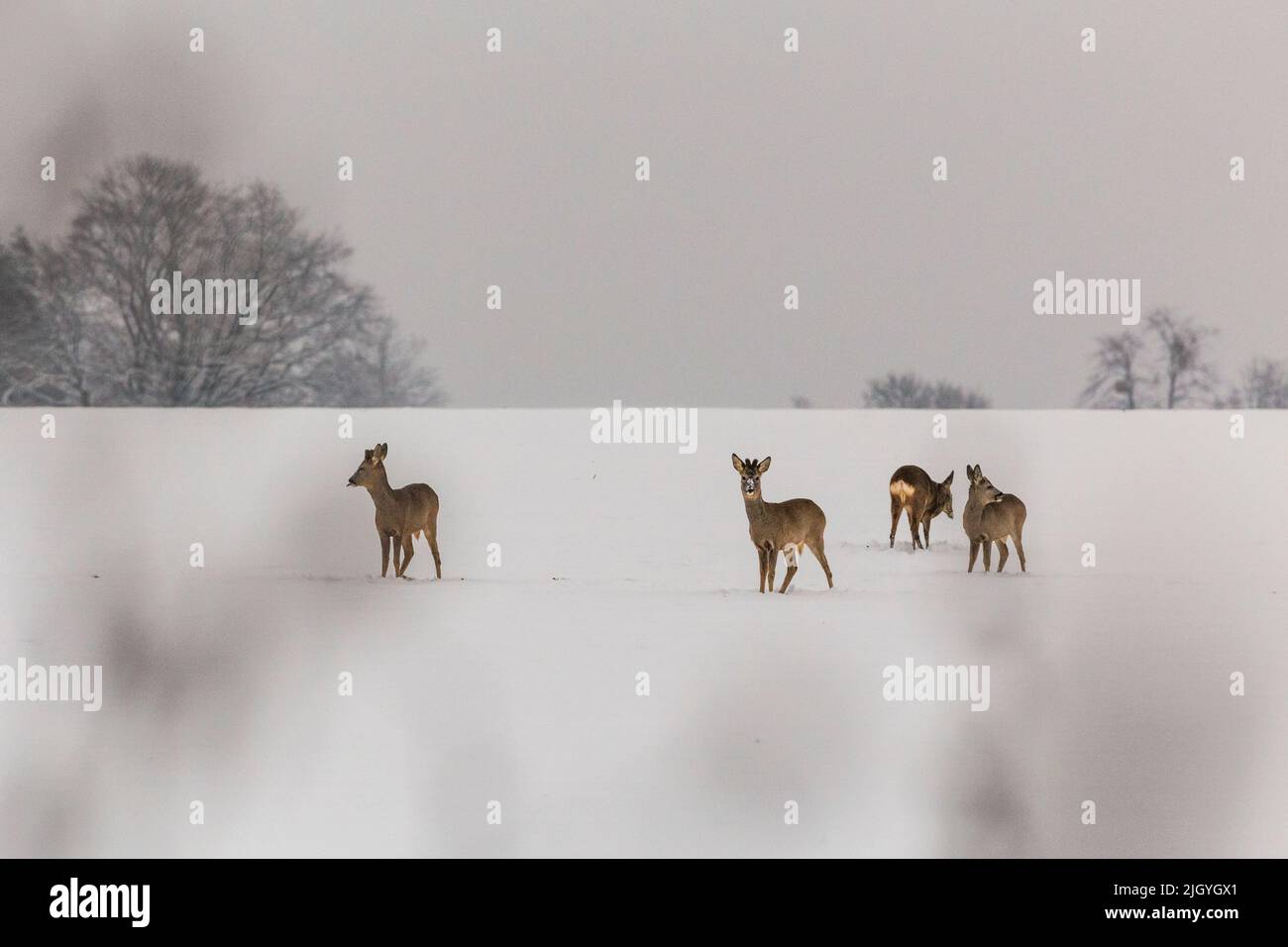 Group foraging hi-res stock photography and images - Alamy