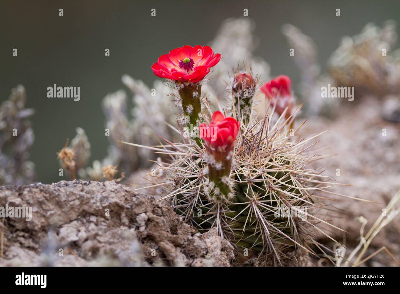 The flowering plant known commonly as the hedgehog cactus or kingcup ...