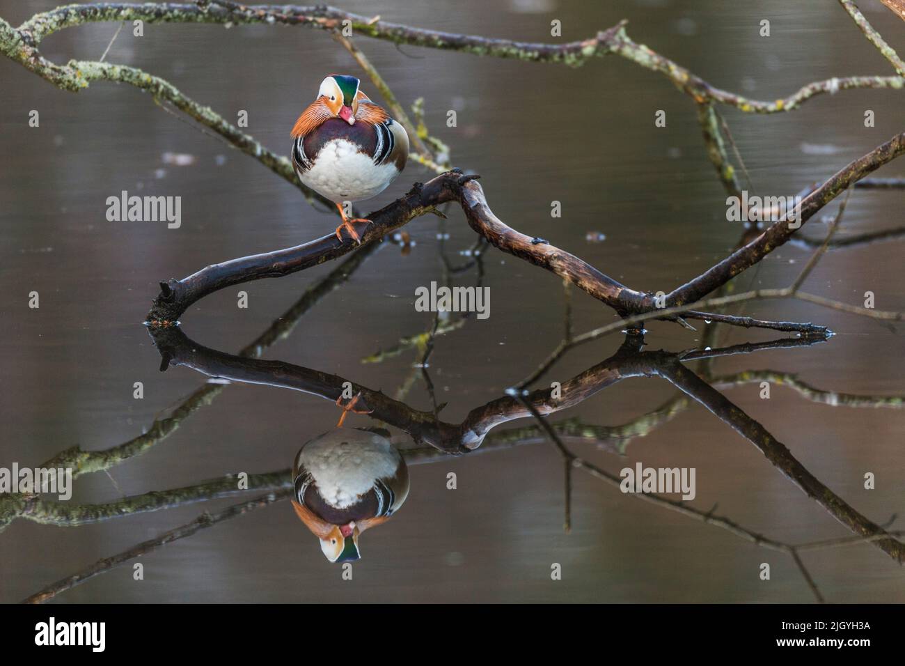 Male Mandarin duck sitting on a branch which is lying in a creek Stock ...