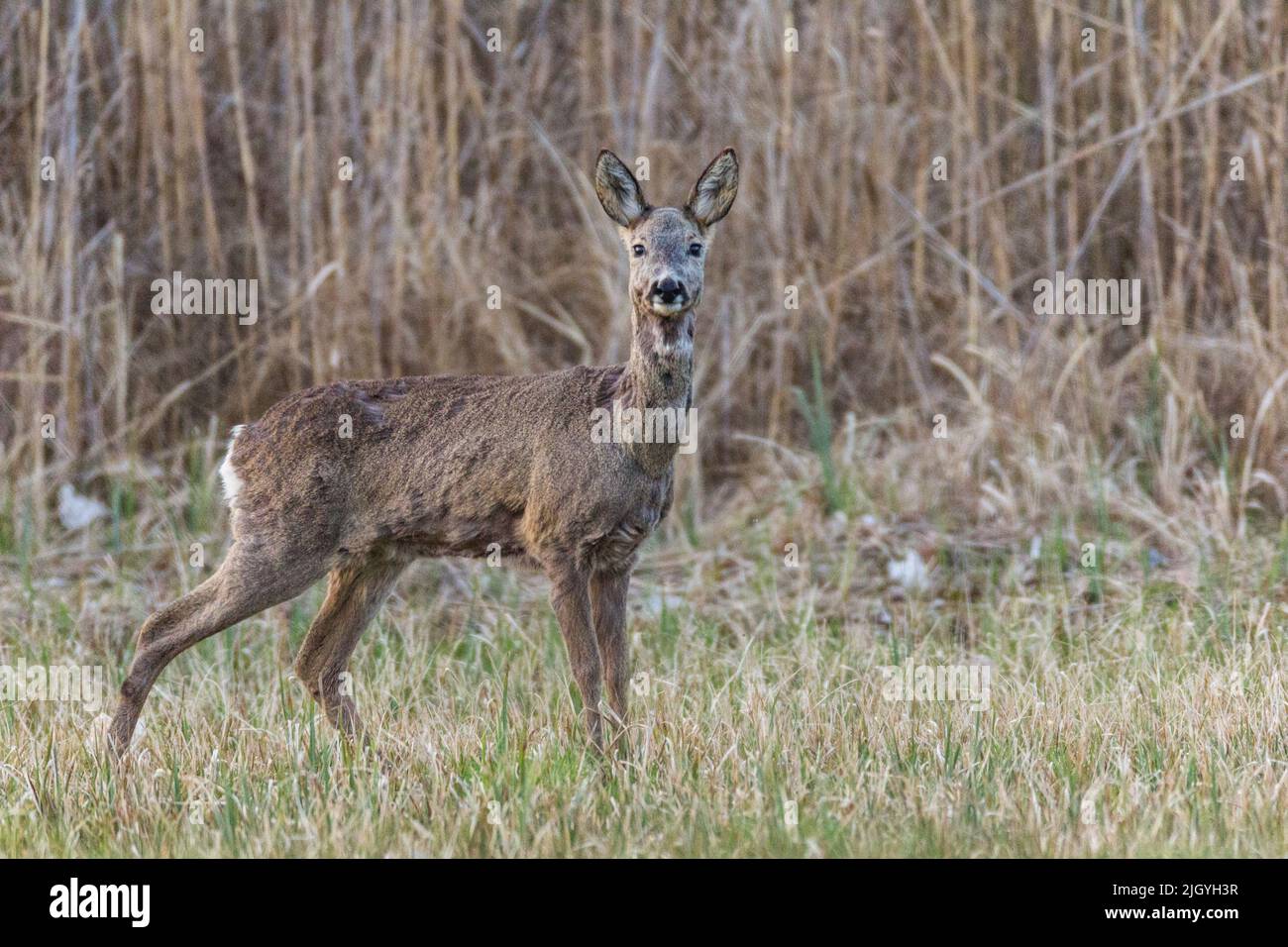 Roe deer, changing coat in spring time, standing in front of a reed ...