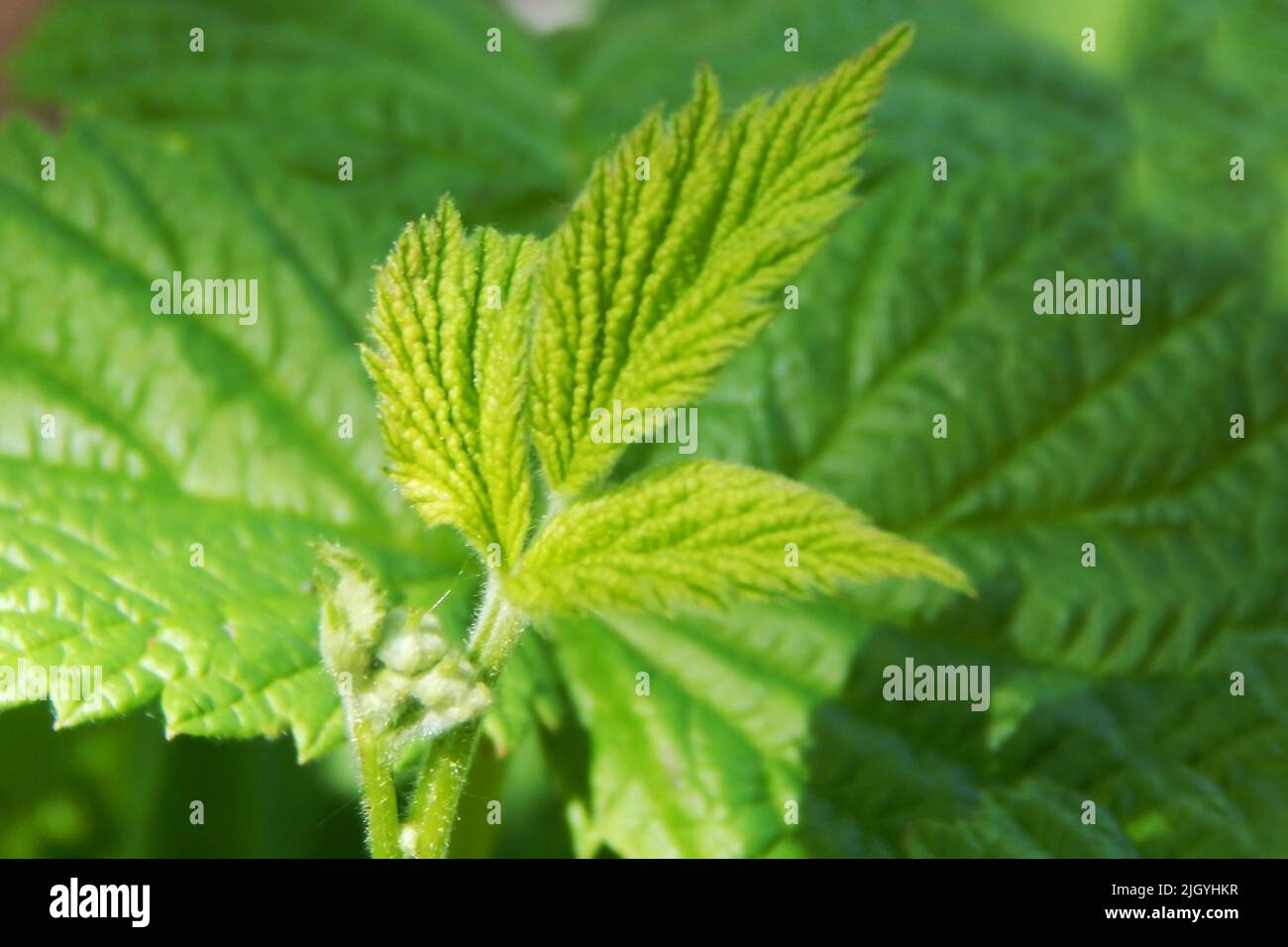Raspberry bud with a leaf on a green background. High quality photo ...