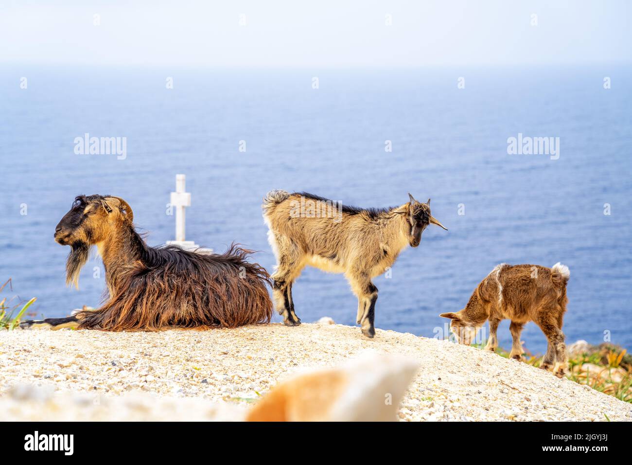 Goats on the island of Crete with sea in the background Stock Photo - Alamy