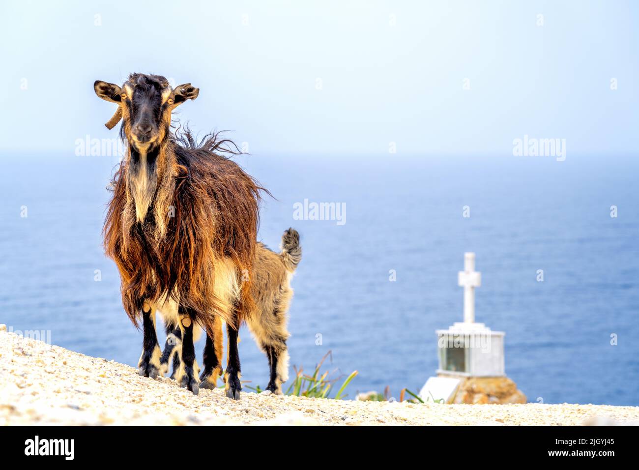 Goats on the island of Crete with sea in the background Stock Photo - Alamy