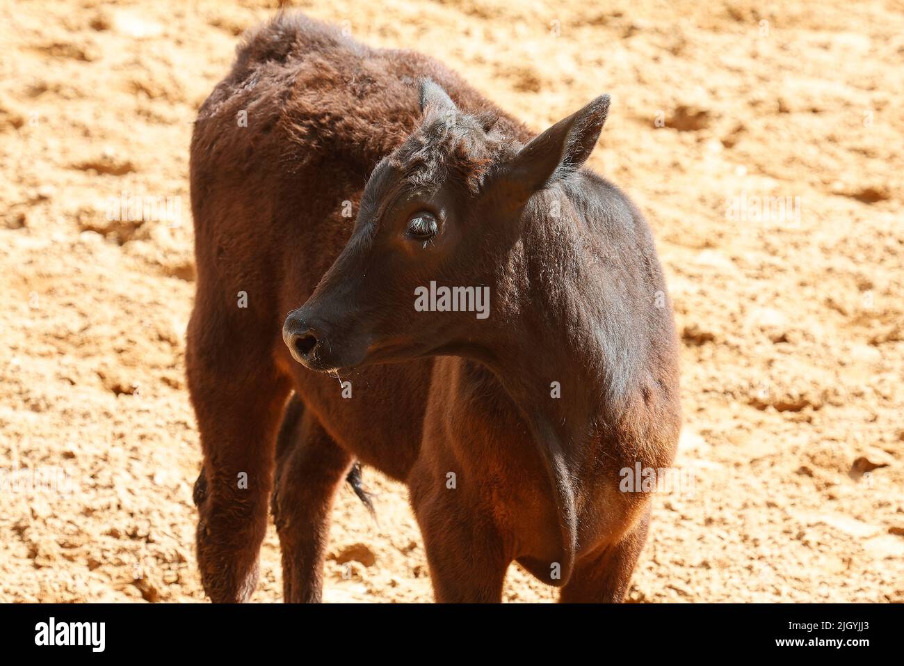 calf portrait, close-up, brown, farm animal, domestic, bovine, young ...