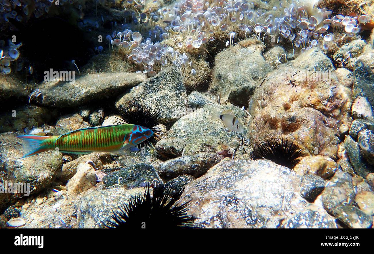Green male ornate wrasse fish in Mediterranean sea - Thalassoma pavo ...