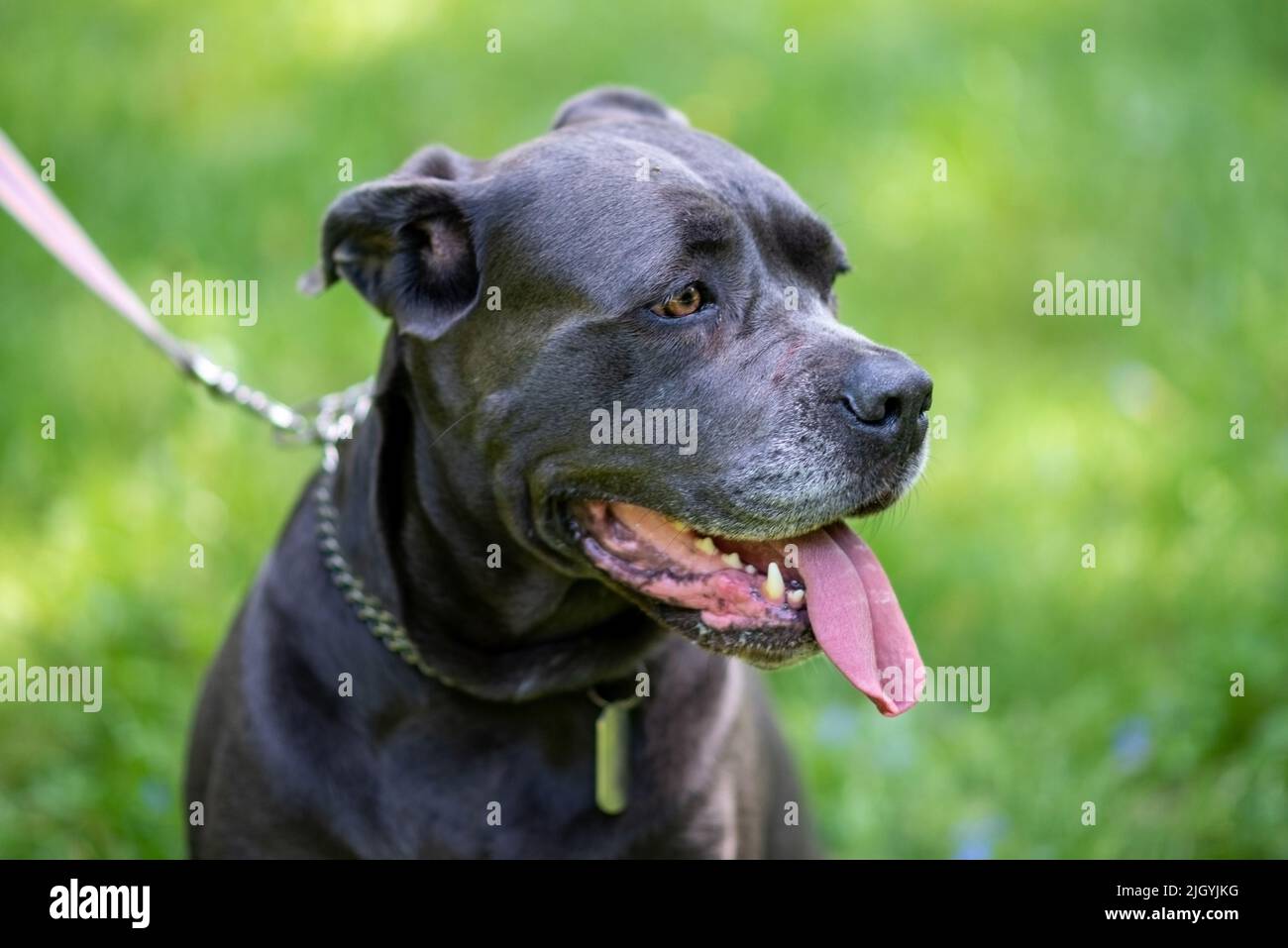 Cane Corso Close up on green grass background. High quality photo Stock ...