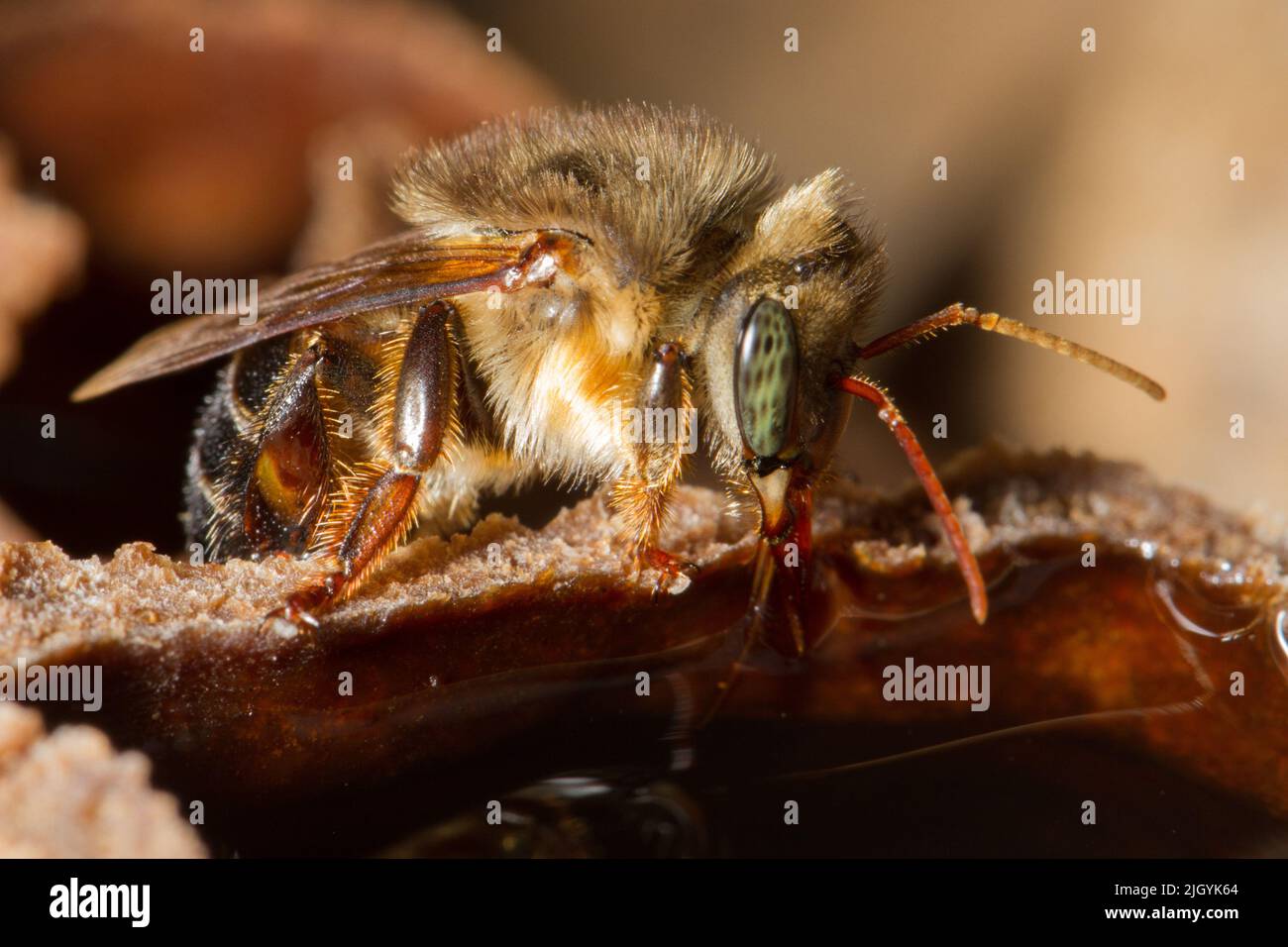 Mel de abelha hi-res stock photography and images - Alamy