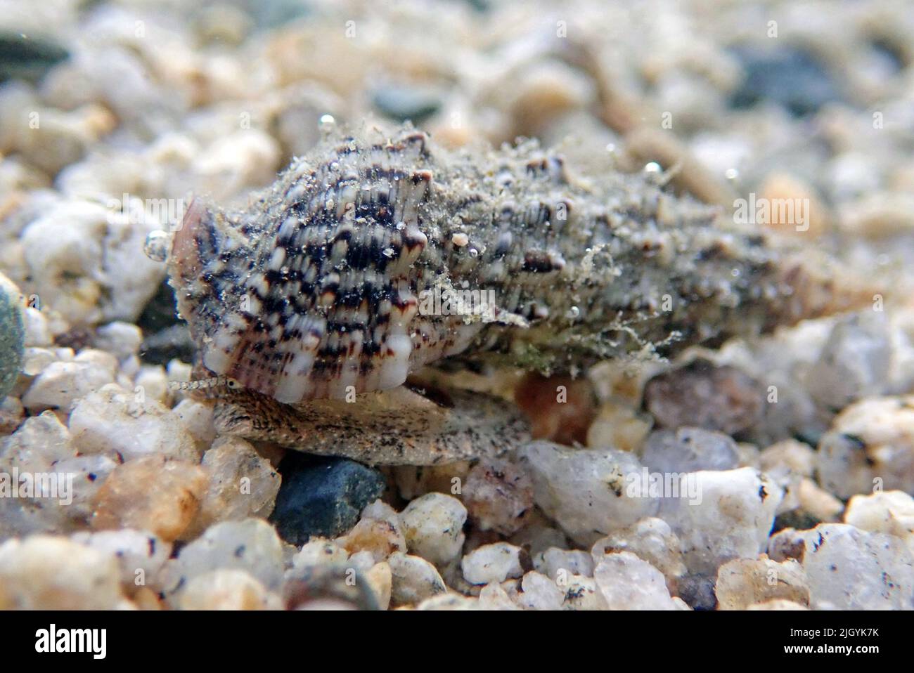 Cerithium hi-res stock photography and images - Alamy