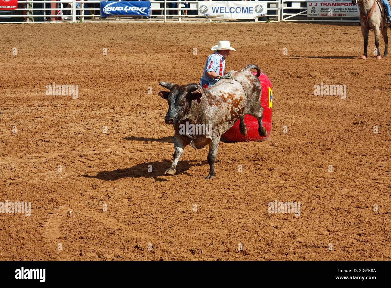 Rear legs hi-res stock photography and images - Alamy