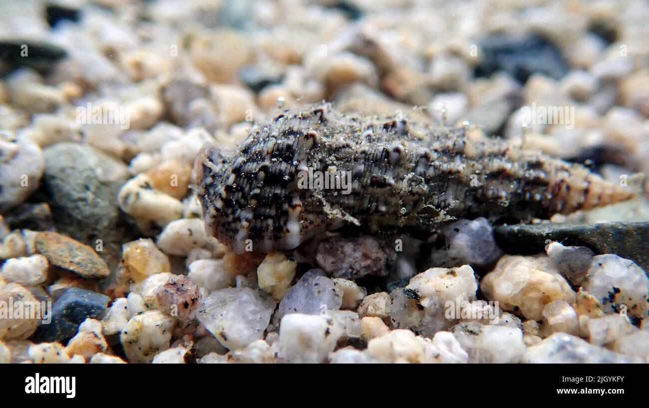 Cerith sand sea snail - Cerithium Caeruleum Stock Photo - Alamy